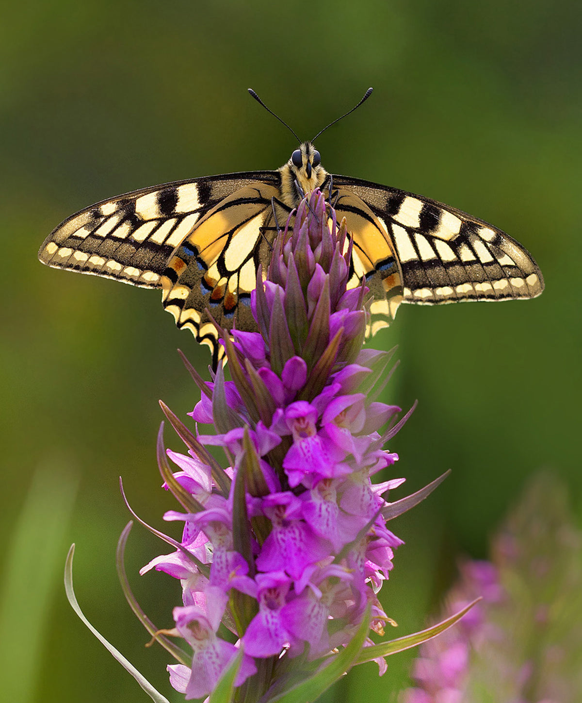 Butterfly Conservation Shop | Nature Themed Gifts